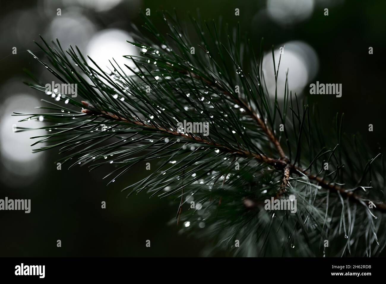 Branch of young pine tree with raindrops after rain hi-res stock ...
