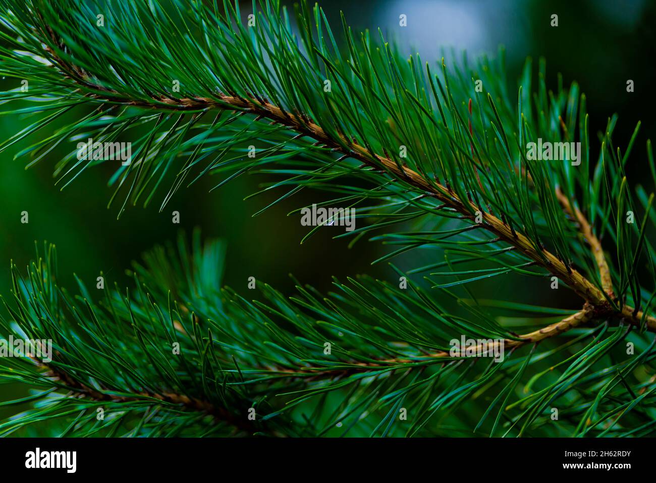Branch of young pine tree with single raindrop after rain hi-res stock ...
