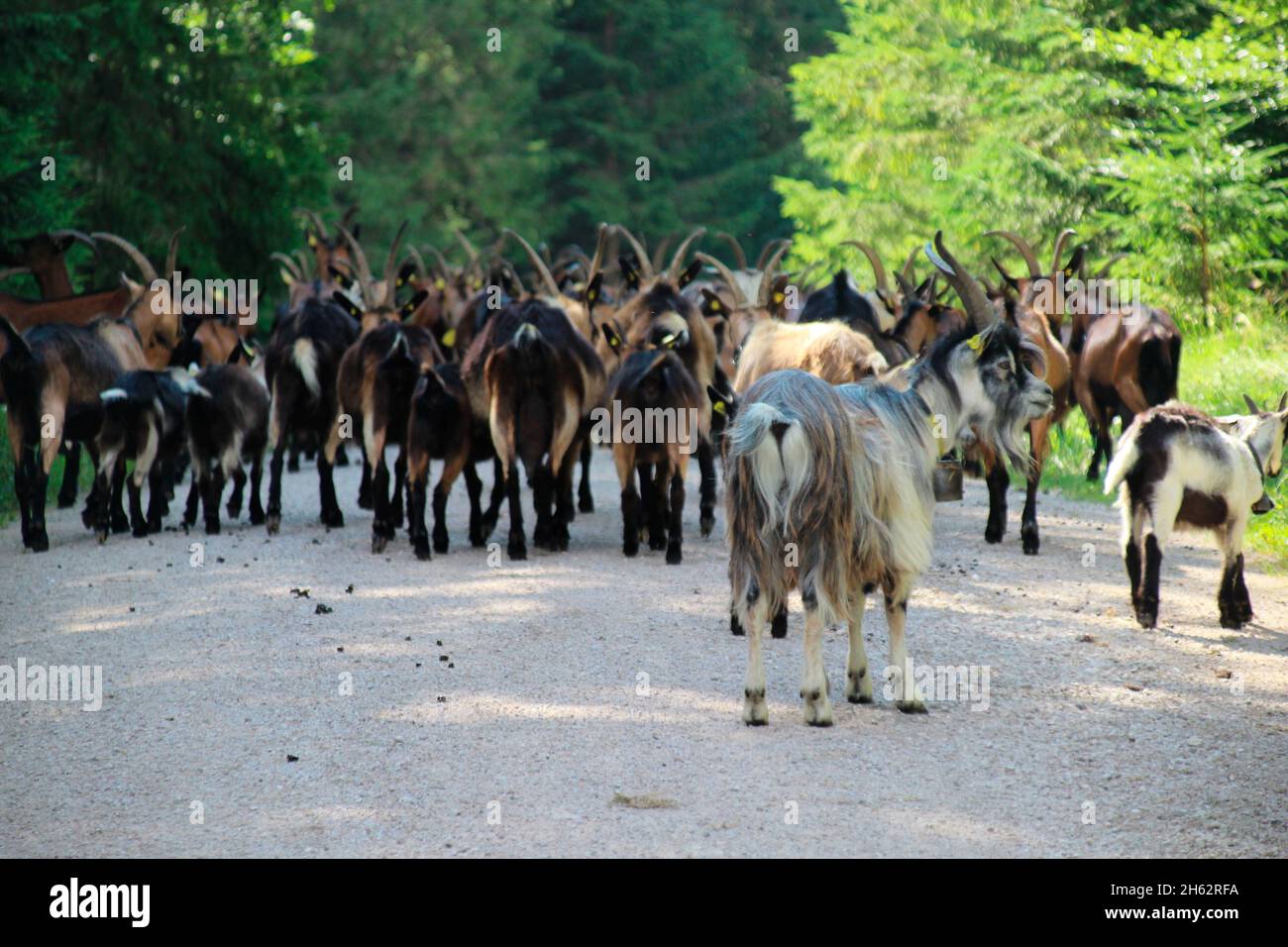 herd of goats,forest path,downforce,cattle drive,mountain,edge of the ...