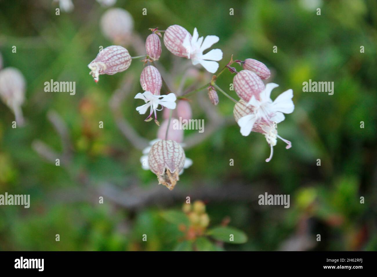 common pigeon catchfly (silene vulgaris Stock Photo - Alamy