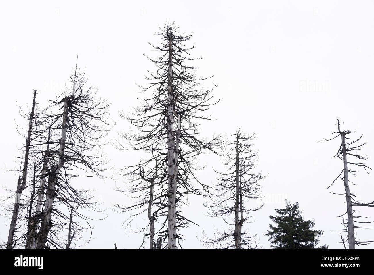 Death conifers hi-res stock photography and images - Alamy