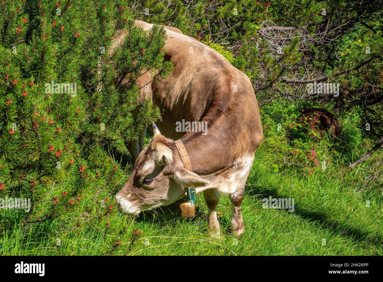 cow at grasen am wank,garmisch-partenkirchen,werdenfelser land,upper ...