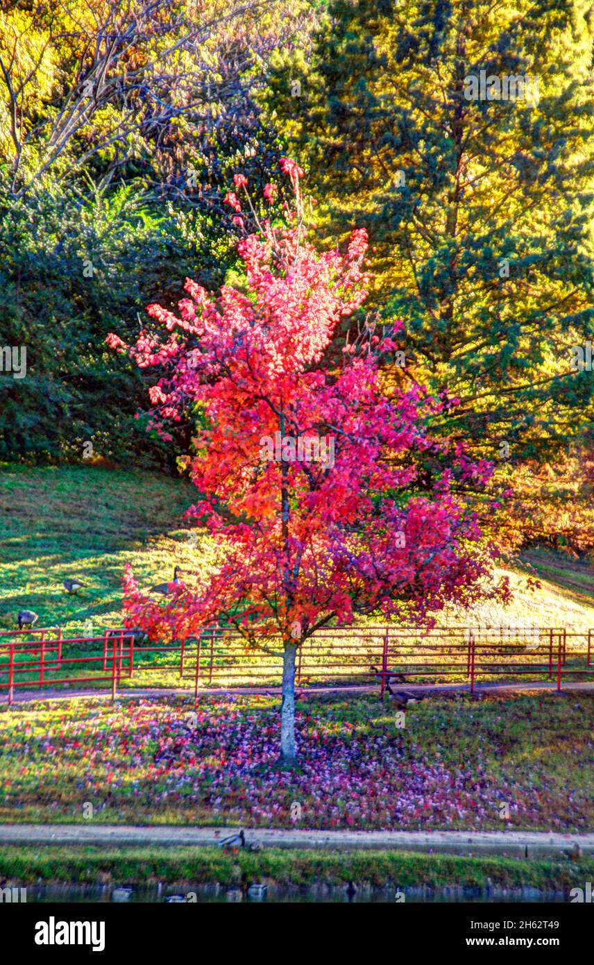 The Color of Fall Stock Photo - Alamy