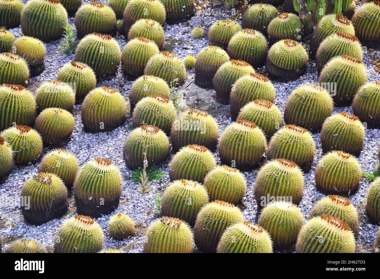 Evergreen cactus hi-res stock photography and images - Alamy