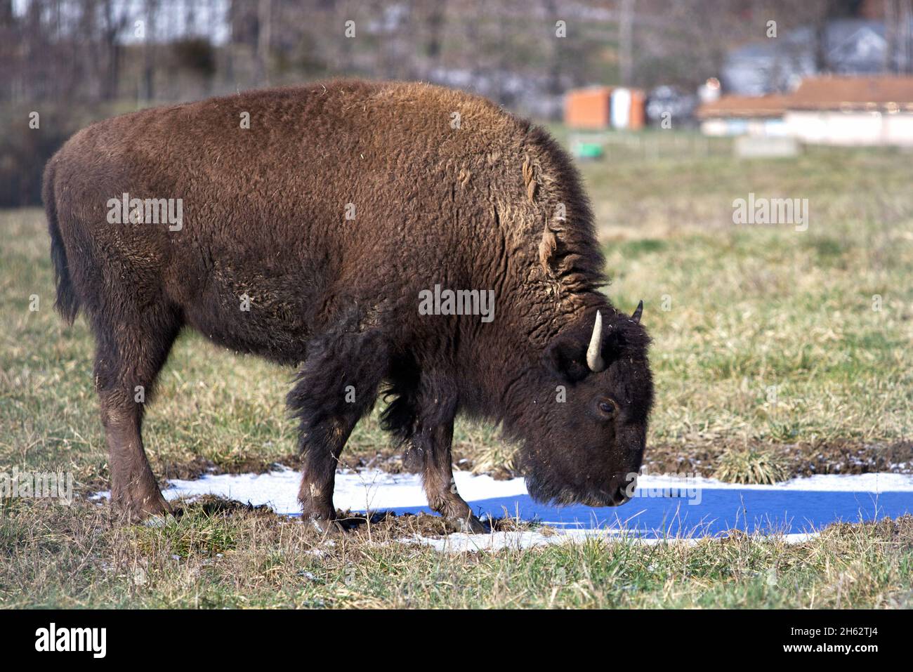 American bison drinking water from a puddle Stock Photo - Alamy