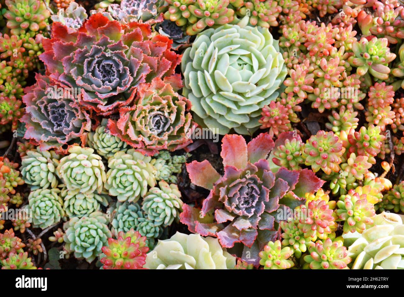 Colorful Succulent cactus plants carpet Stock Photo - Alamy