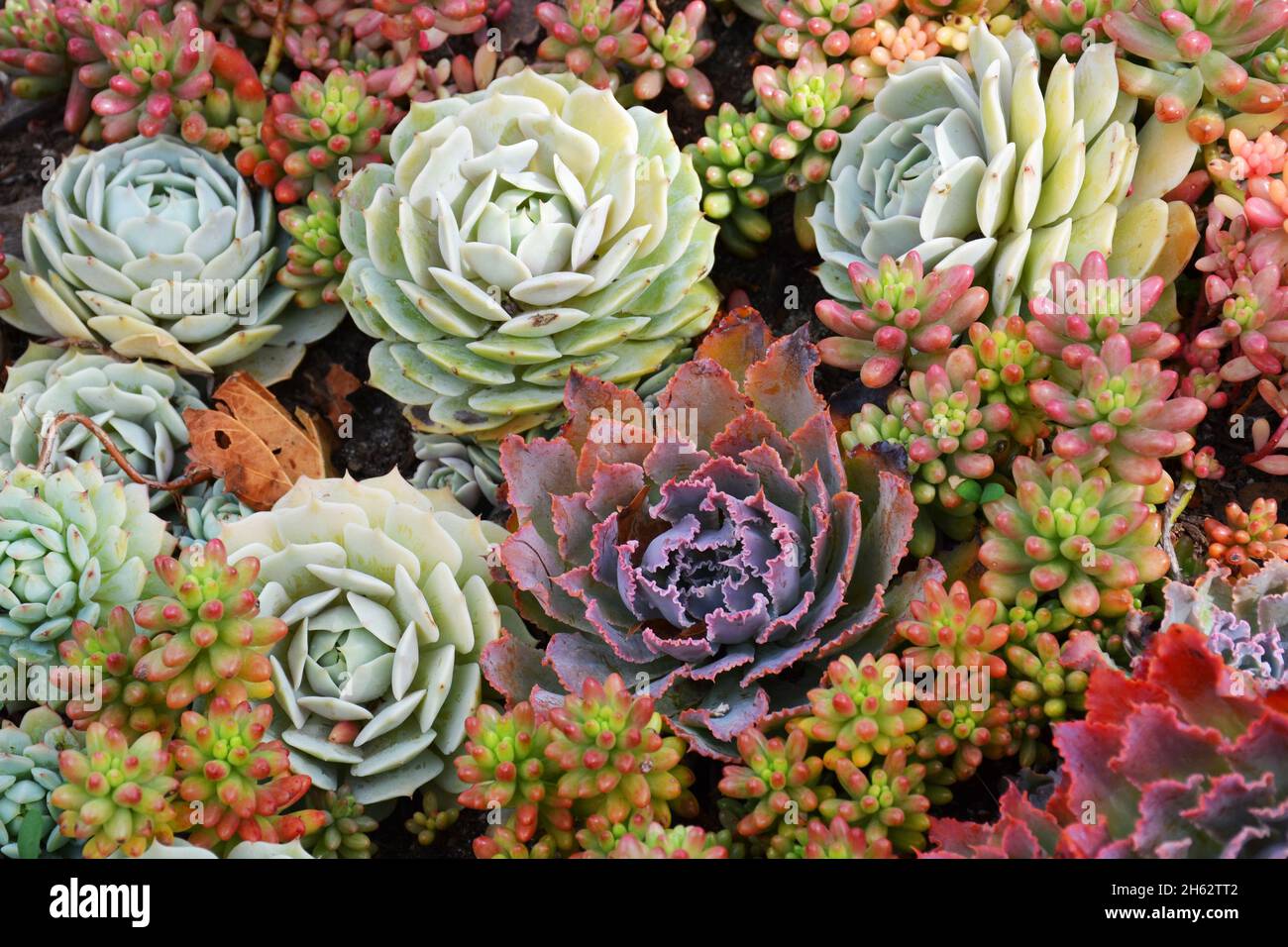 Colorful Succulent cactus plants carpet Stock Photo - Alamy