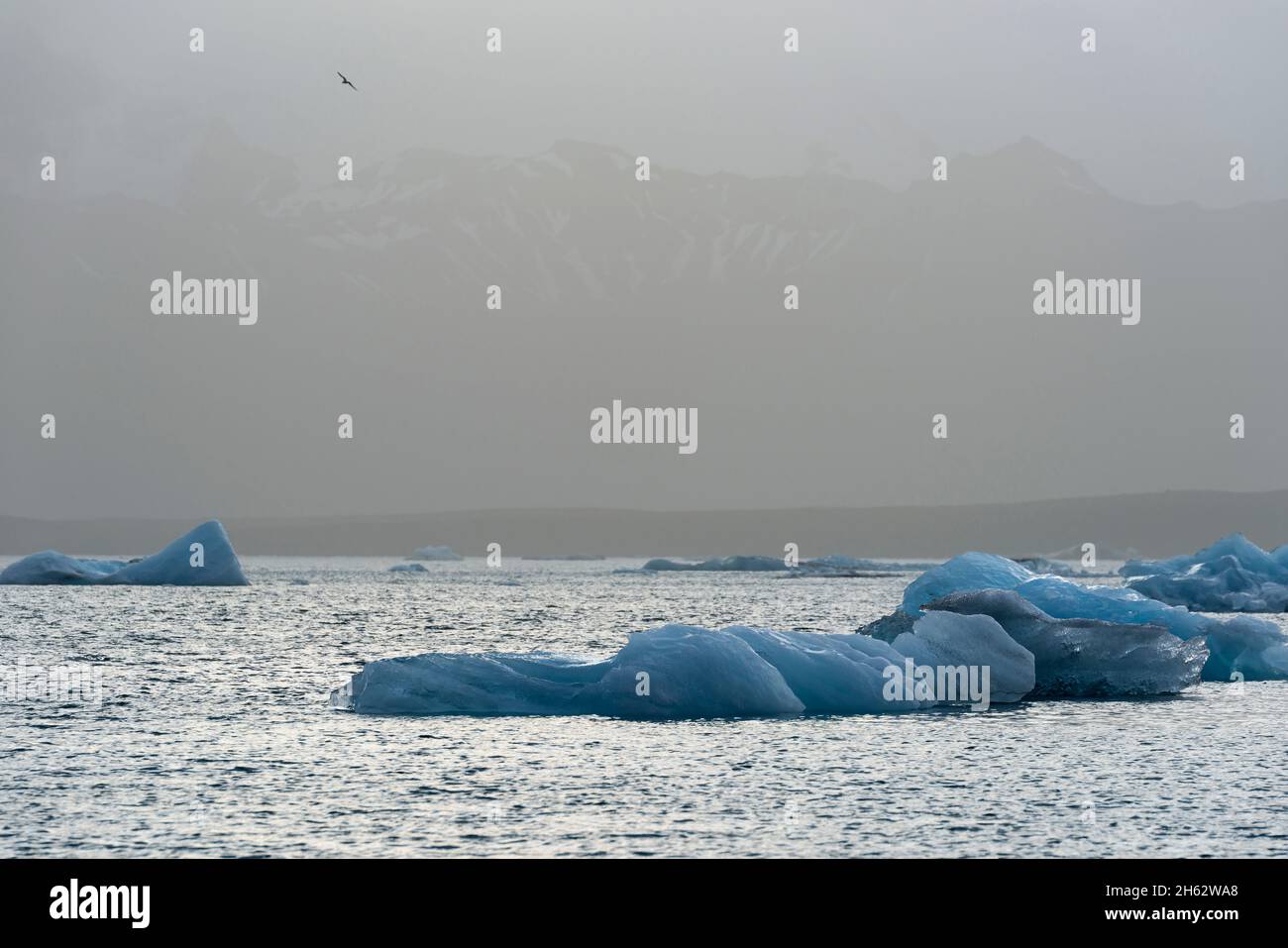 icebergs float on the water of the jokulsarlon glacier lagoon,evening ...