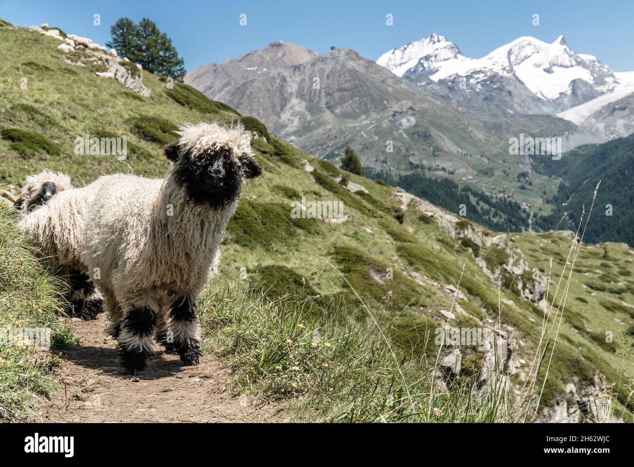 black-nosed sheep on hiking trail Stock Photo - Alamy