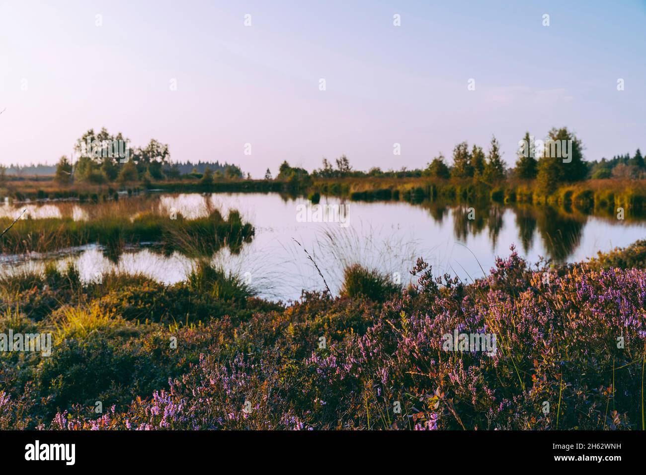 heath in the high fens with a lake Stock Photo - Alamy