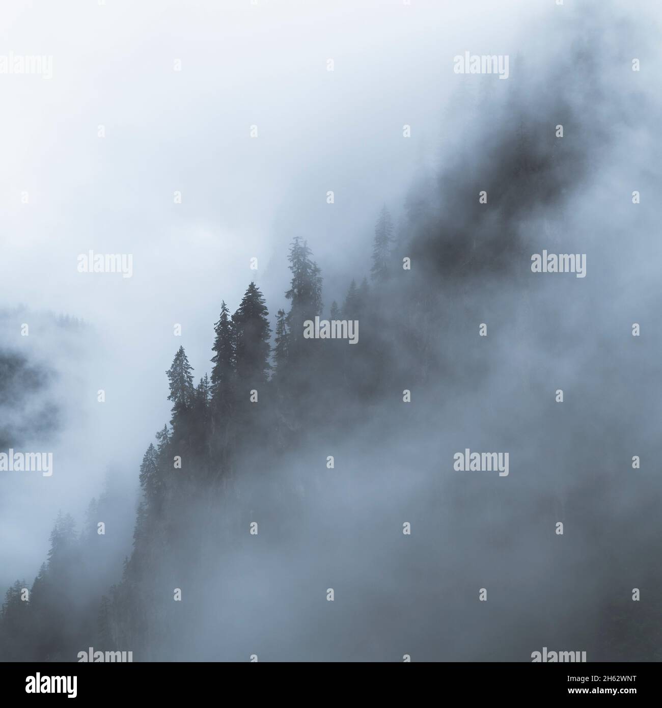 Conifer trees with fog hi-res stock photography and images - Alamy