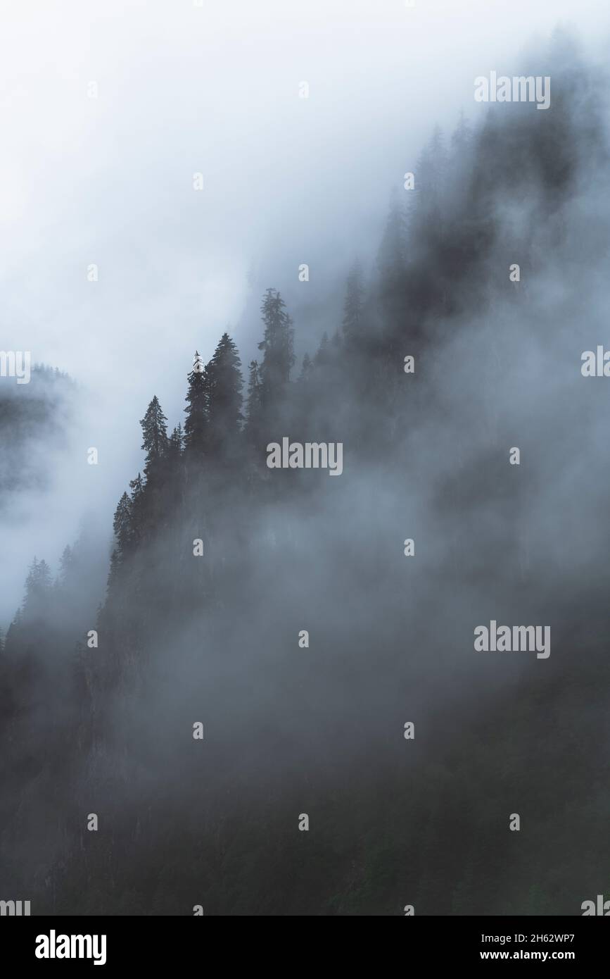 Fog trees spooky hi-res stock photography and images - Alamy