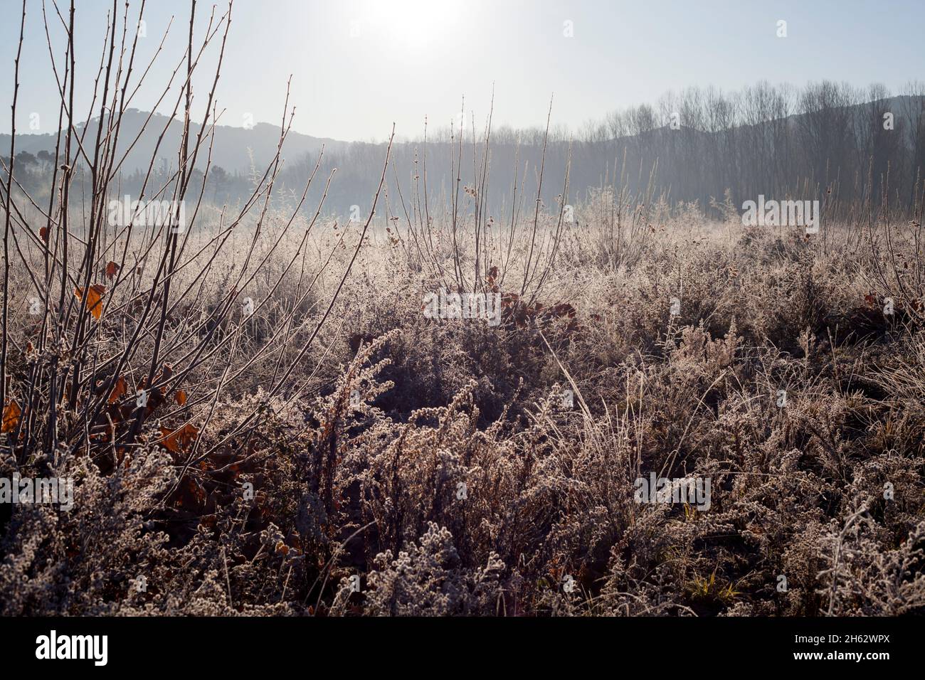 Horizotal backlit sunlit winter scene with frost, winter morning scene ...
