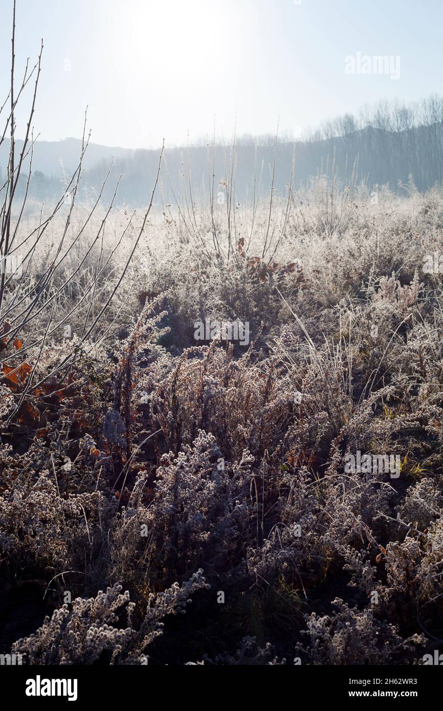 Vertical backlit sunlit winter scene with frost, winter morning scene ...