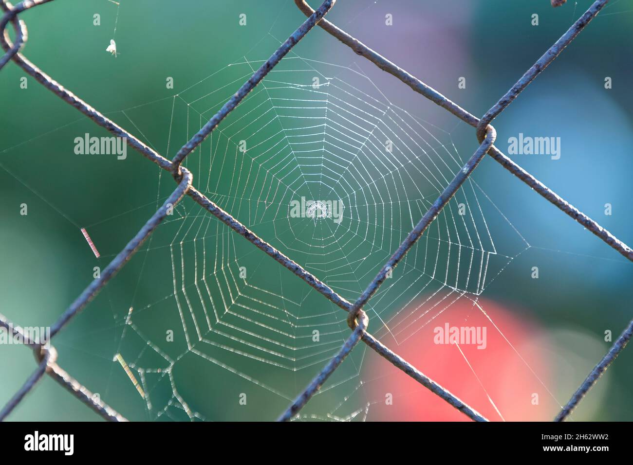 Web without the spider hi-res stock photography and images - Alamy