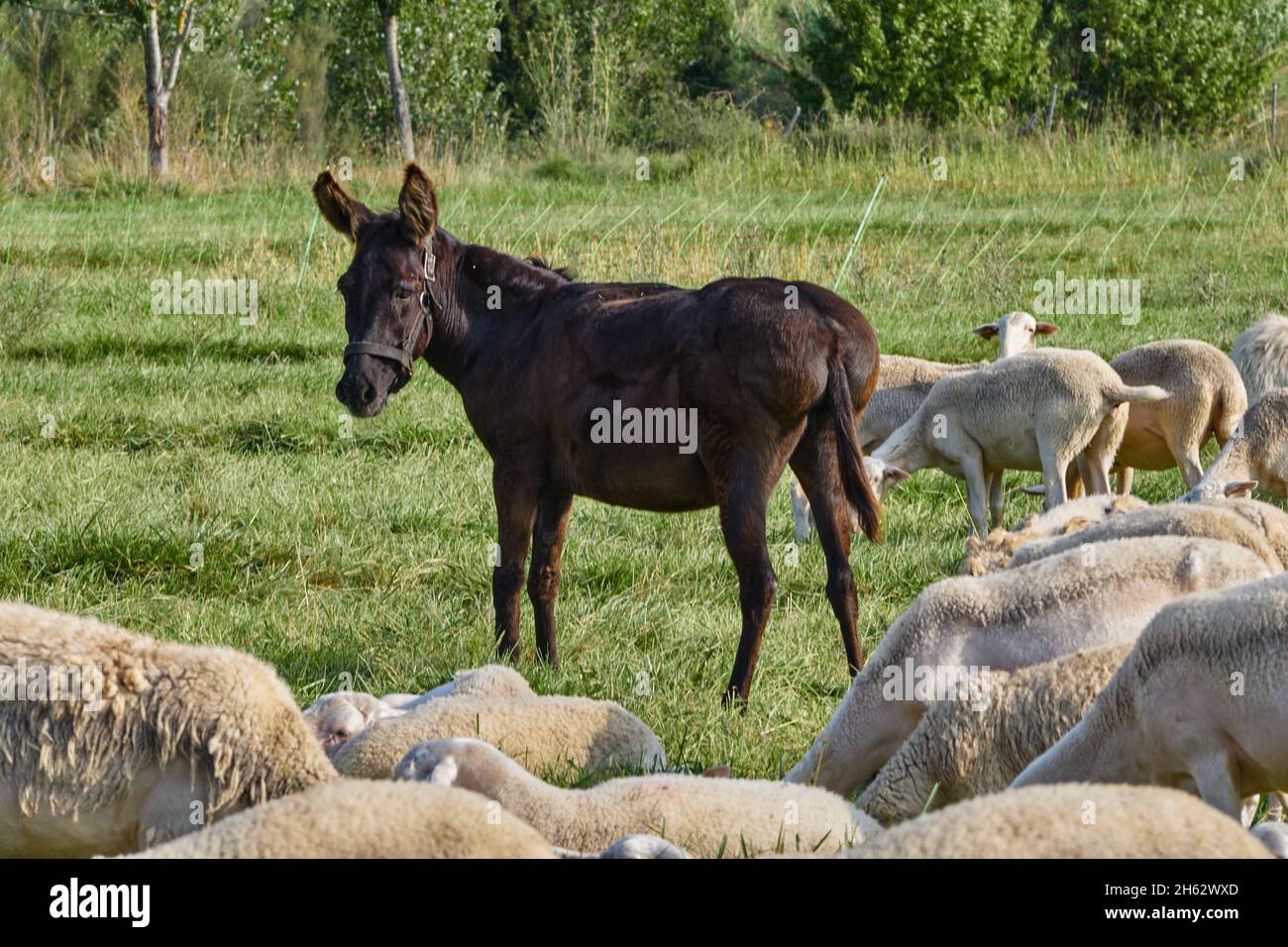 Sheep Donkey High Resolution Stock Photography and Images - Alamy