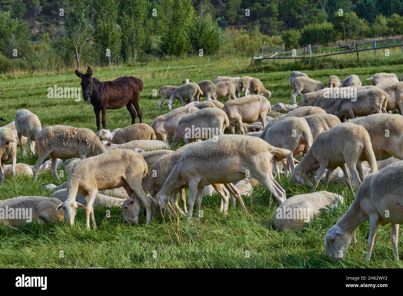 Sheep donkey hi-res stock photography and images - Alamy