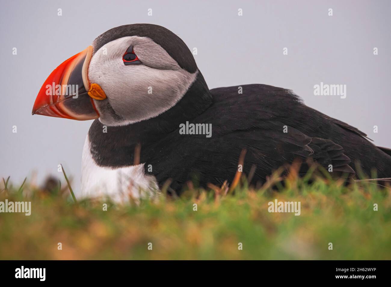 puffin,mykines island,faroe islands Stock Photo - Alamy