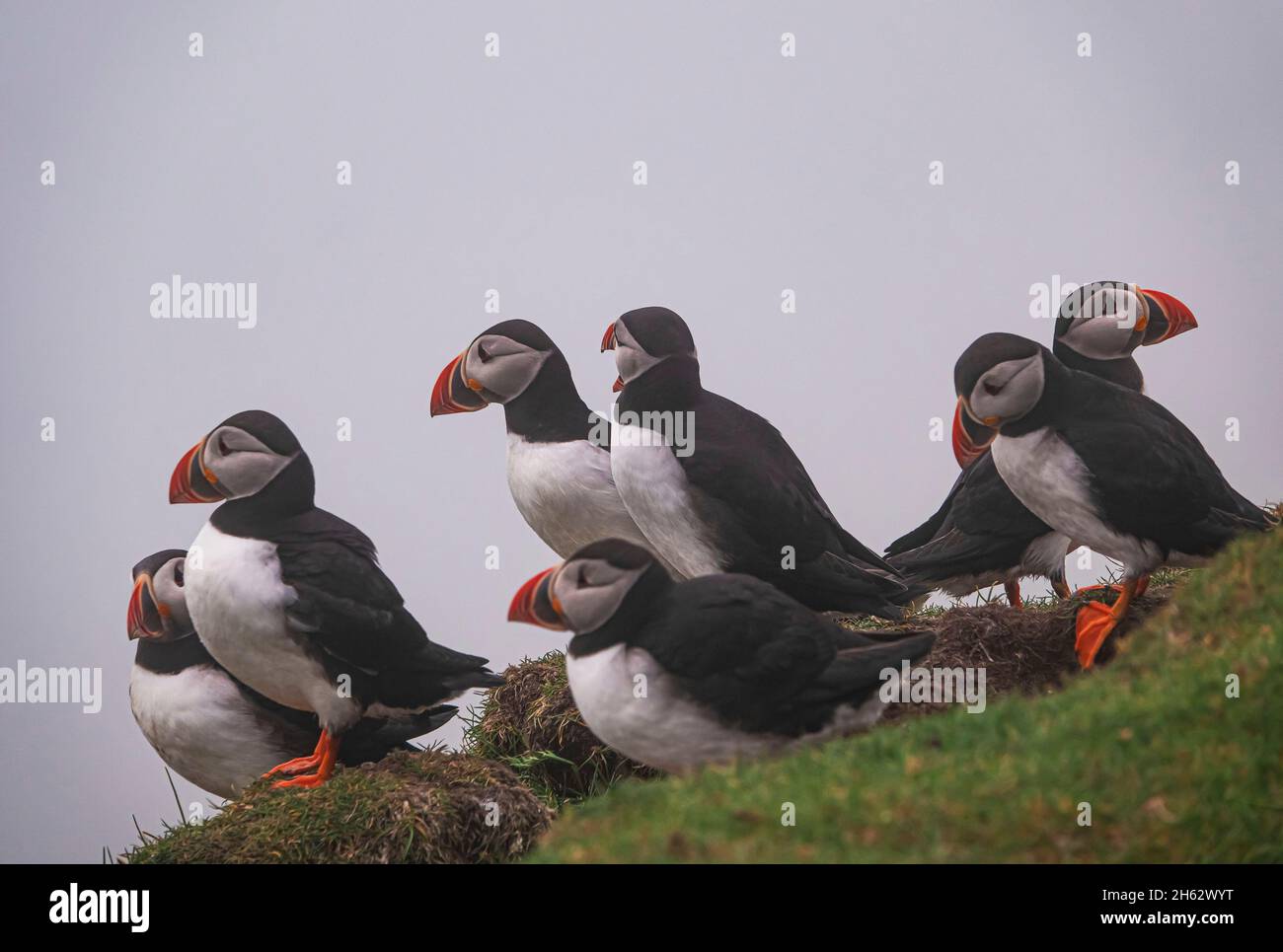 puffin,mykines island,faroe islands Stock Photo - Alamy