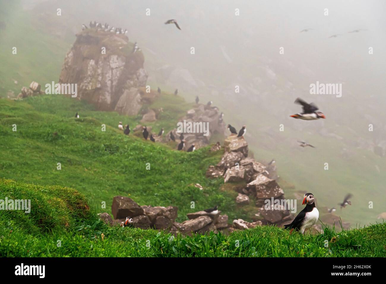 puffin,mykines island,faroe islands Stock Photo - Alamy