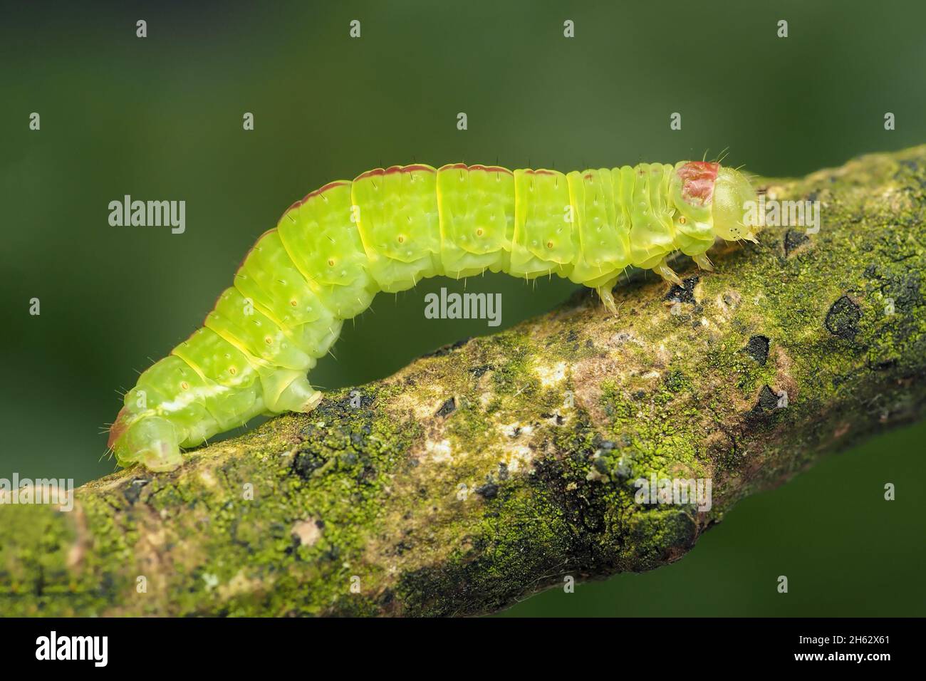November moth caterpillar (Epirrita dilutata) crawling on branch ...