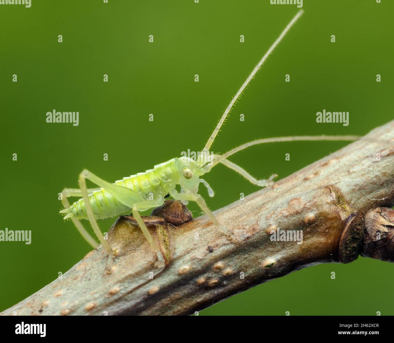 Bush cricket nymph hi-res stock photography and images - Alamy