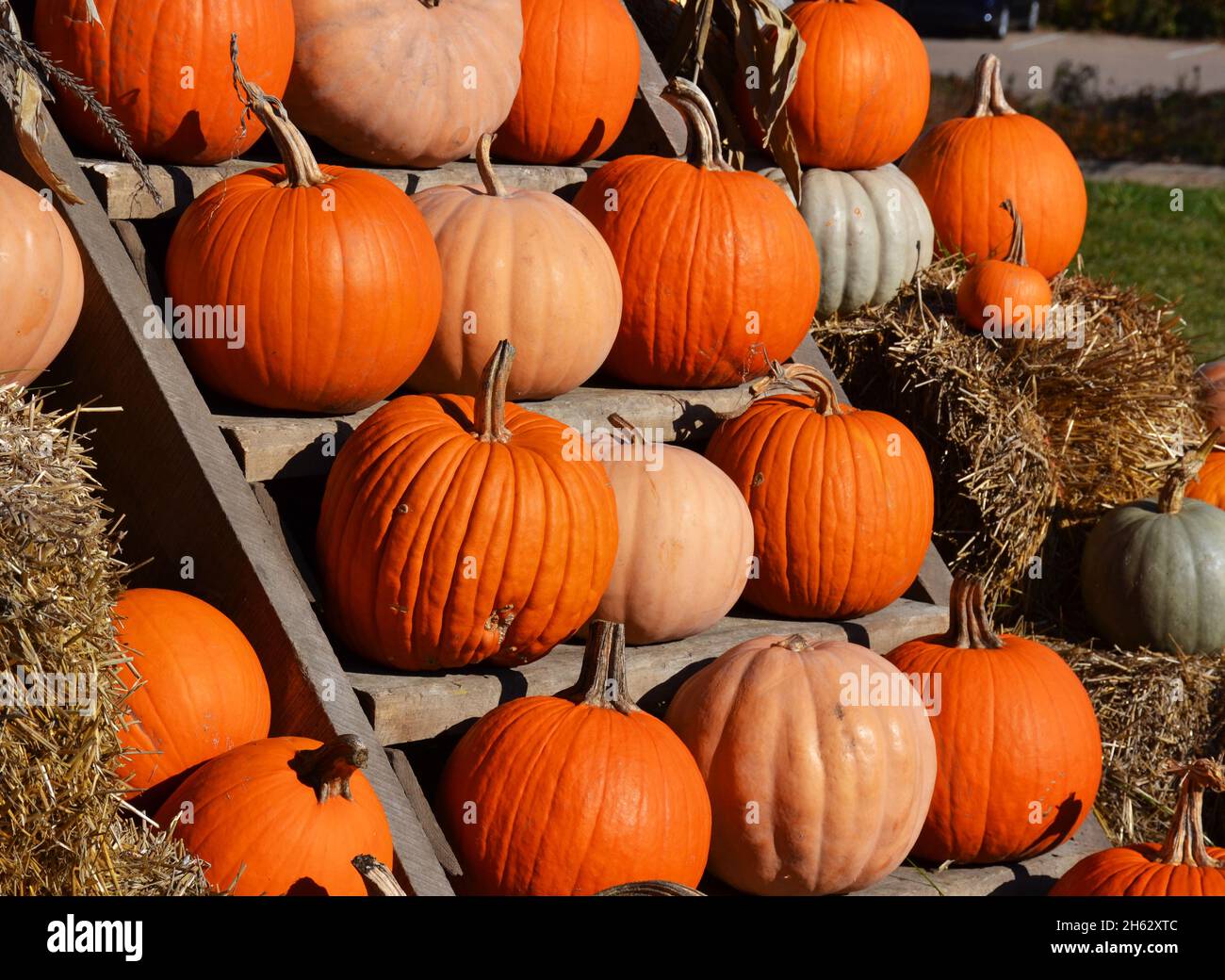 Colorful varieties of pumpkins and squashes Stock Photo - Alamy