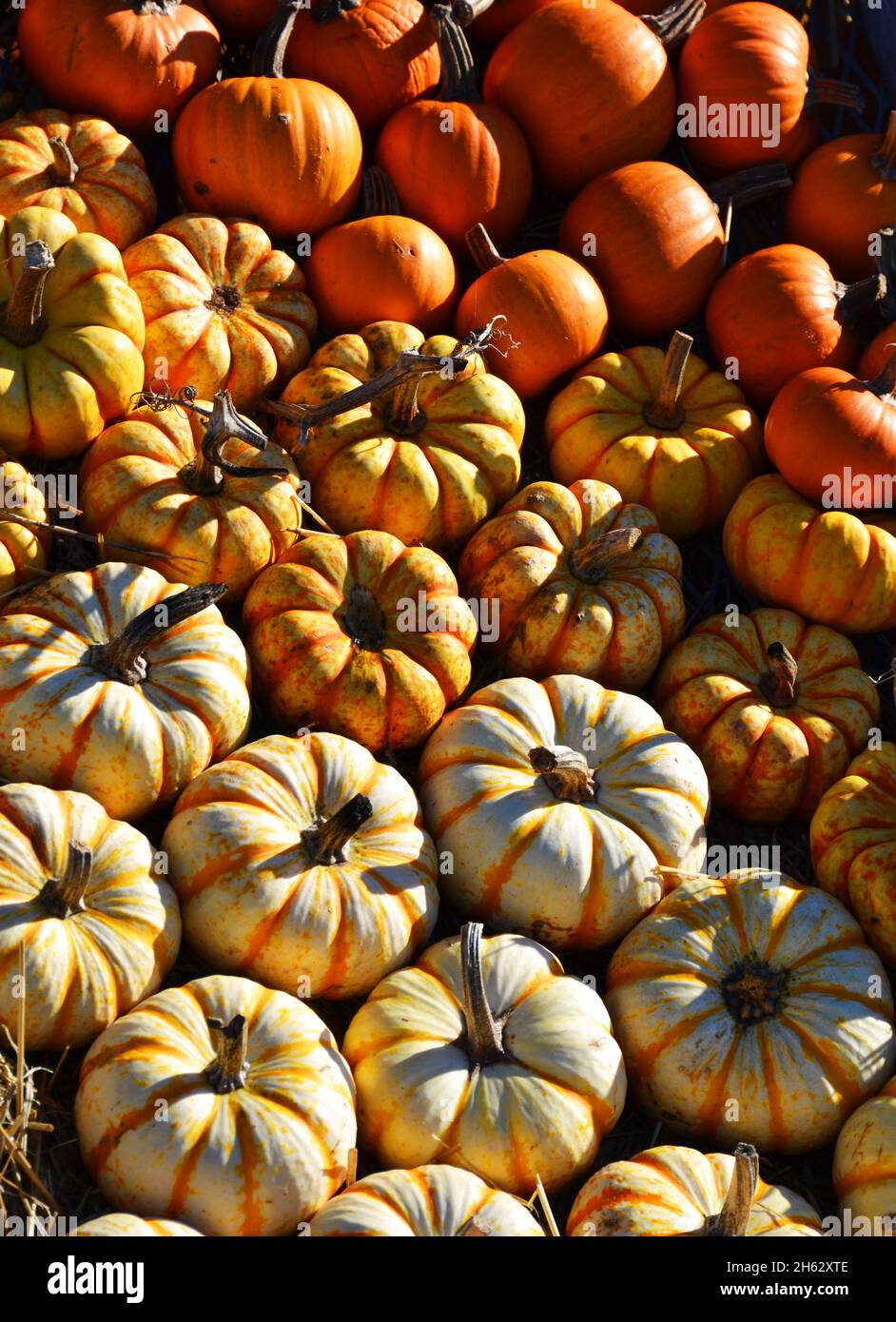 Colorful varieties of pumpkins and squashes Stock Photo - Alamy