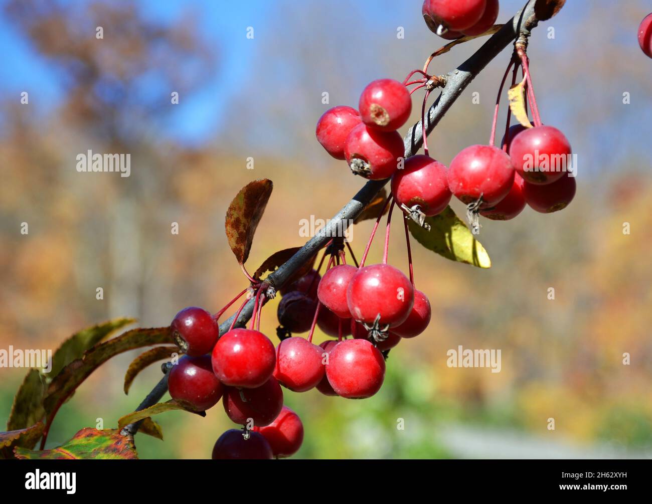 Close-up of crabapple tree branch with fruits Stock Photo - Alamy