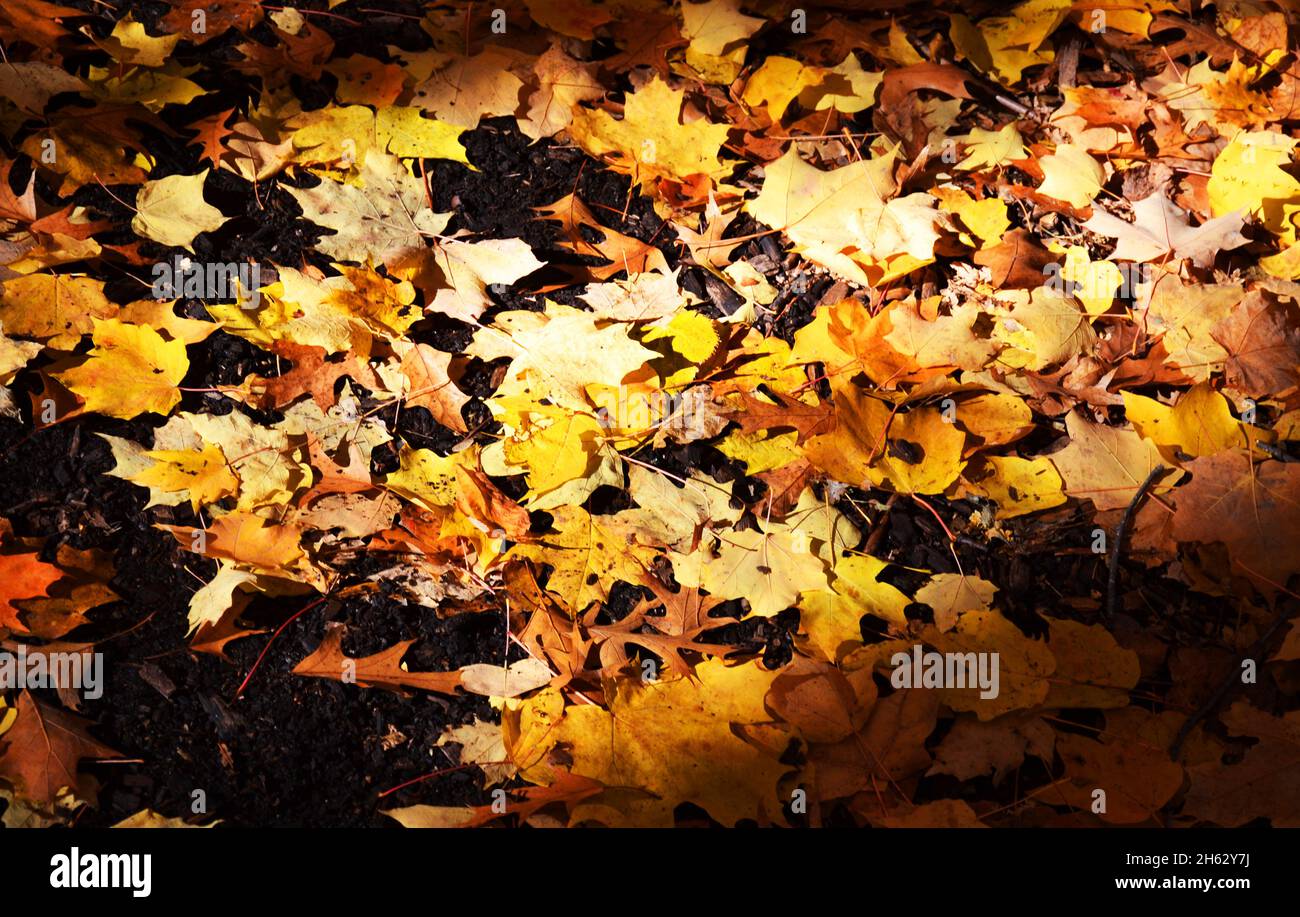 Golden autumn leaves cover hi-res stock photography and images - Alamy
