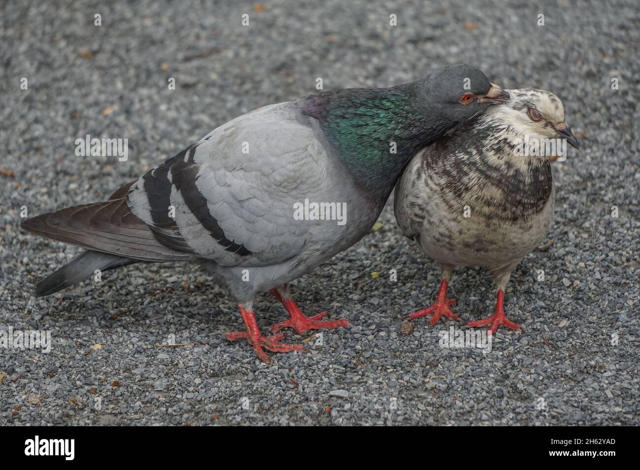 New York, New York: Two feral rock pigeons (Columba livia) in a ...
