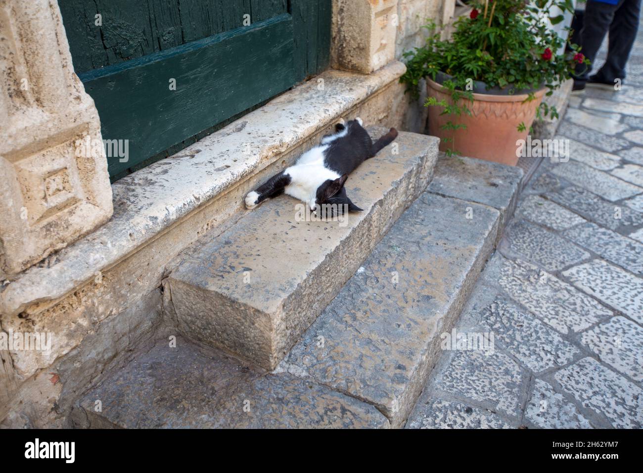 Cat landing hi-res stock photography and images - Alamy