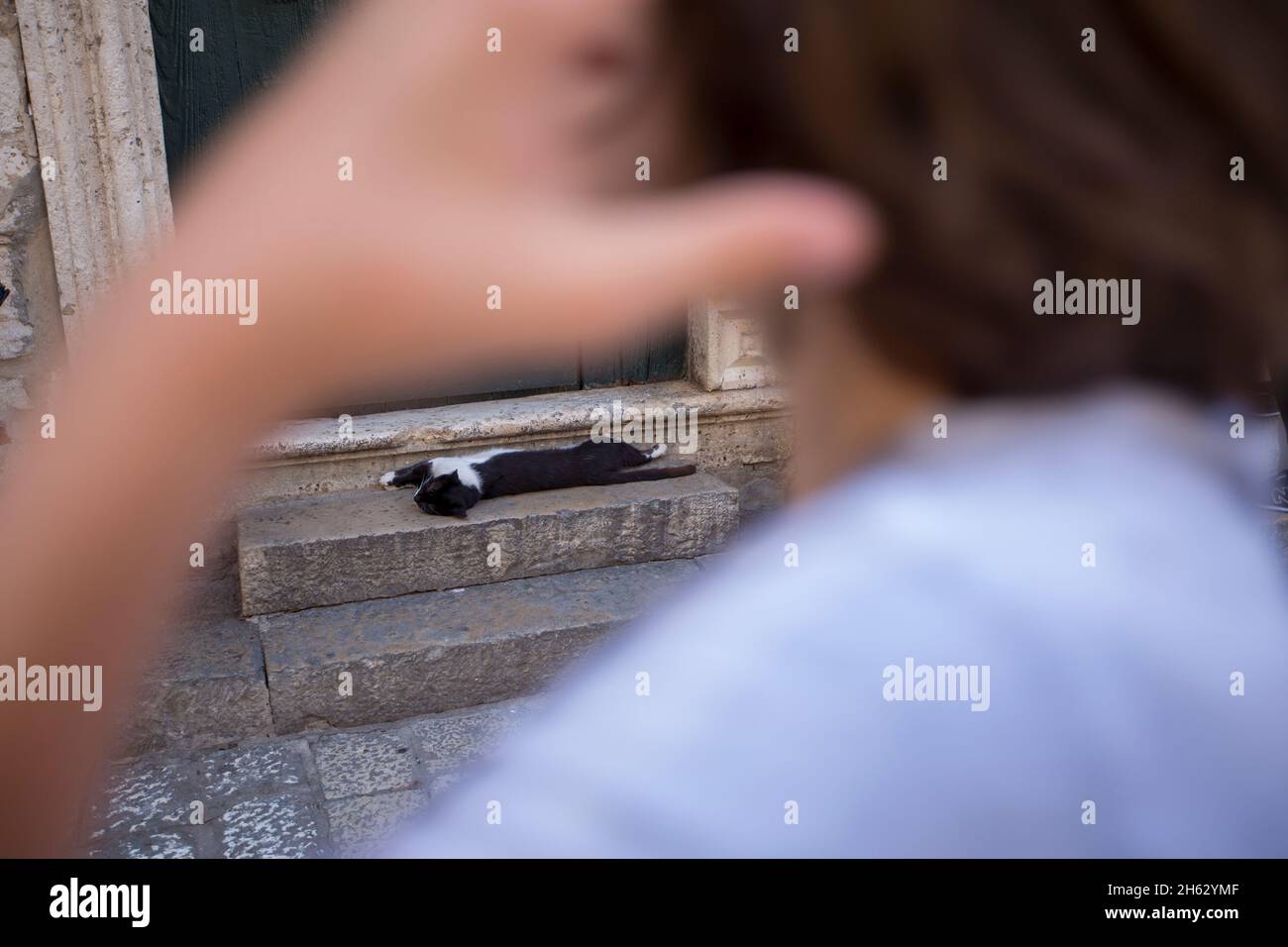 Cat landing hi-res stock photography and images - Alamy