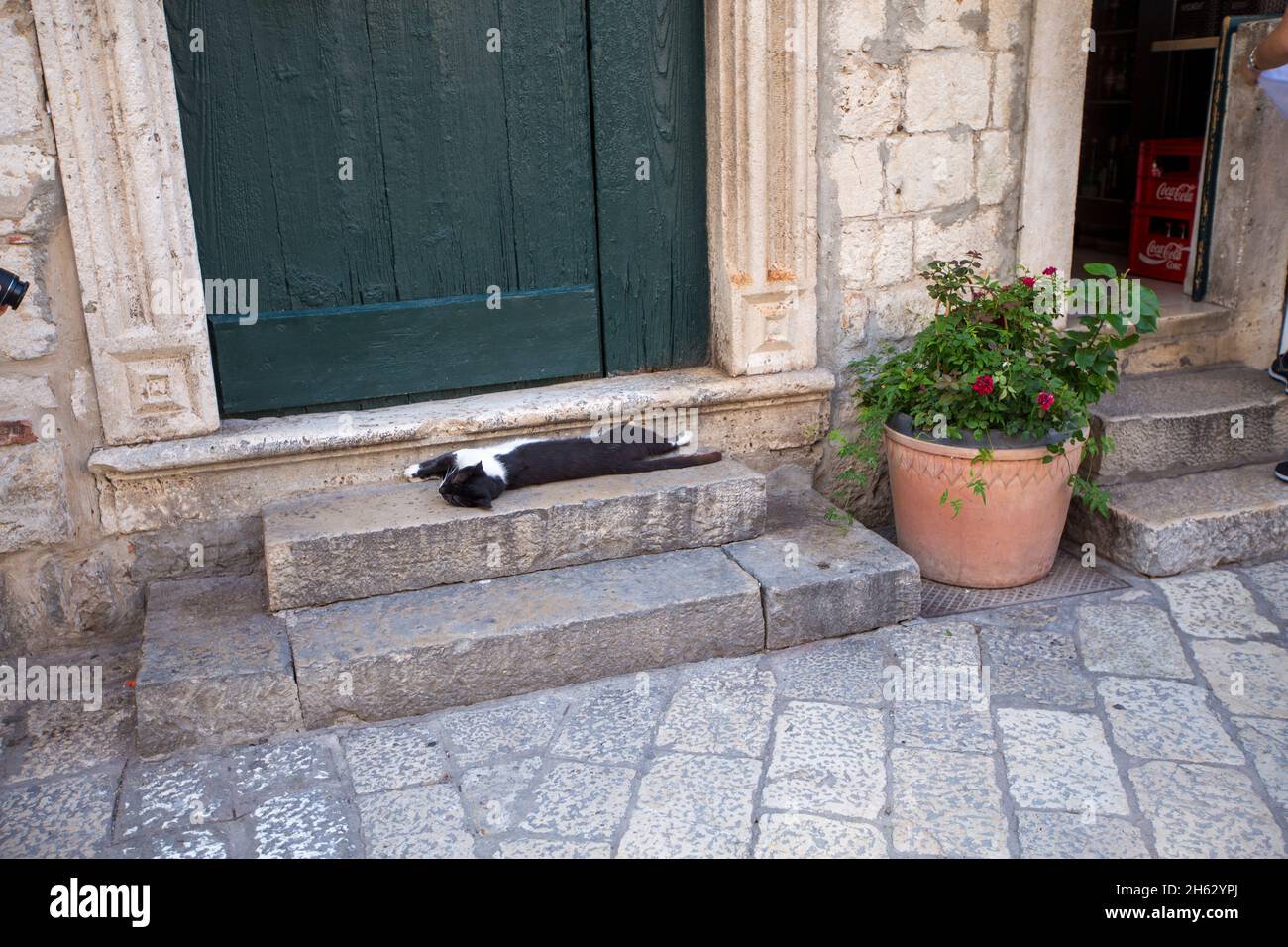 Cat landing hi-res stock photography and images - Alamy