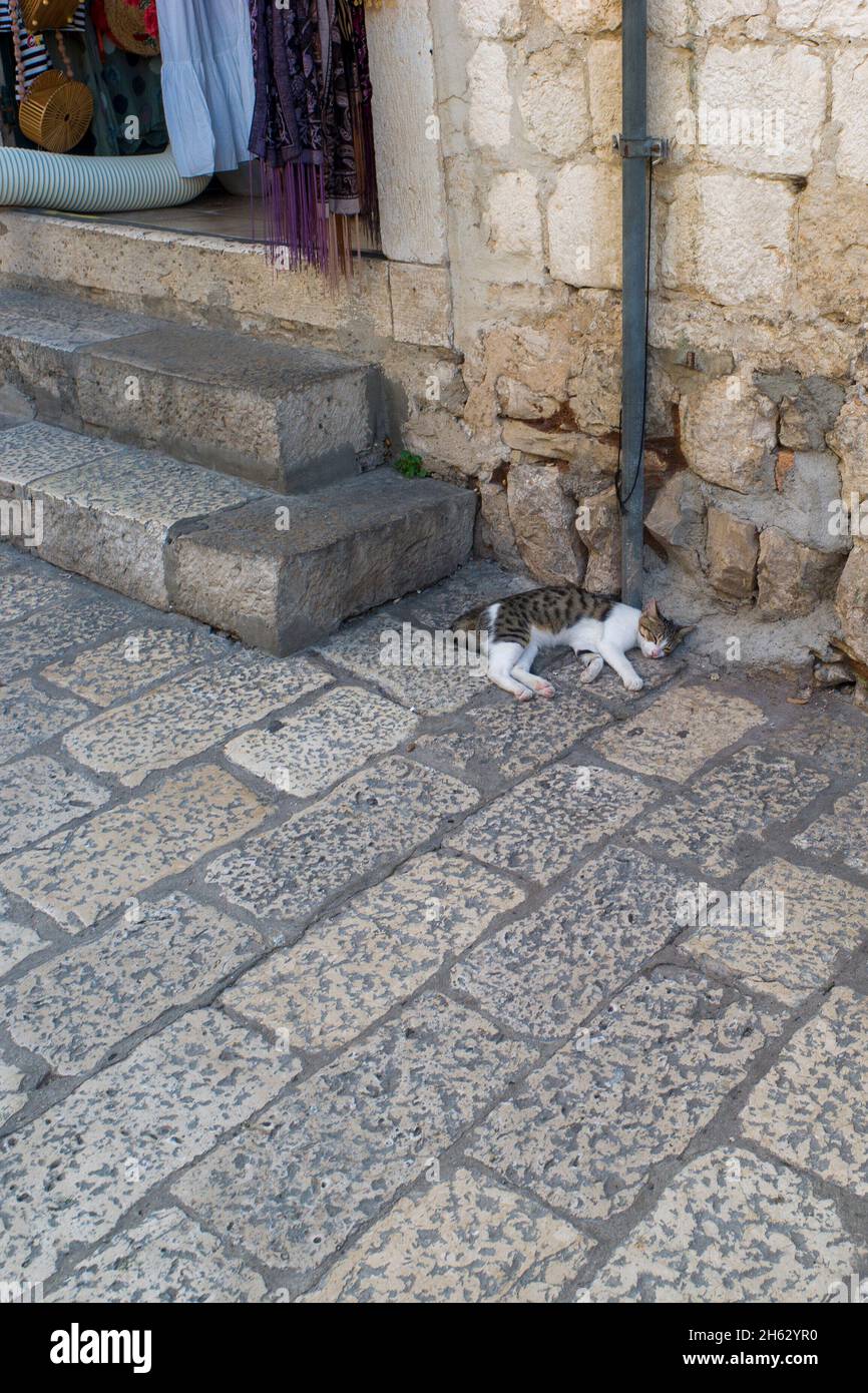 Cat landing hi-res stock photography and images - Alamy