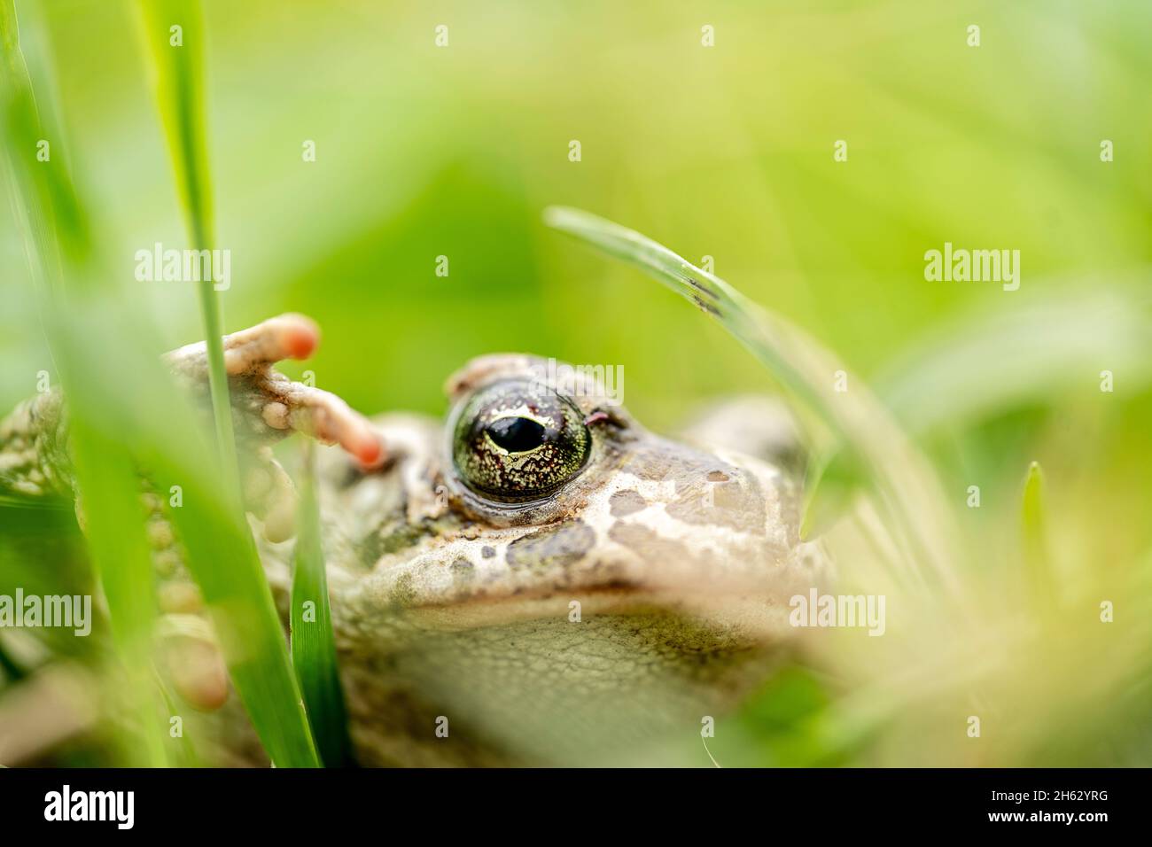 macro photography of a common european toad eye in the nature Stock ...