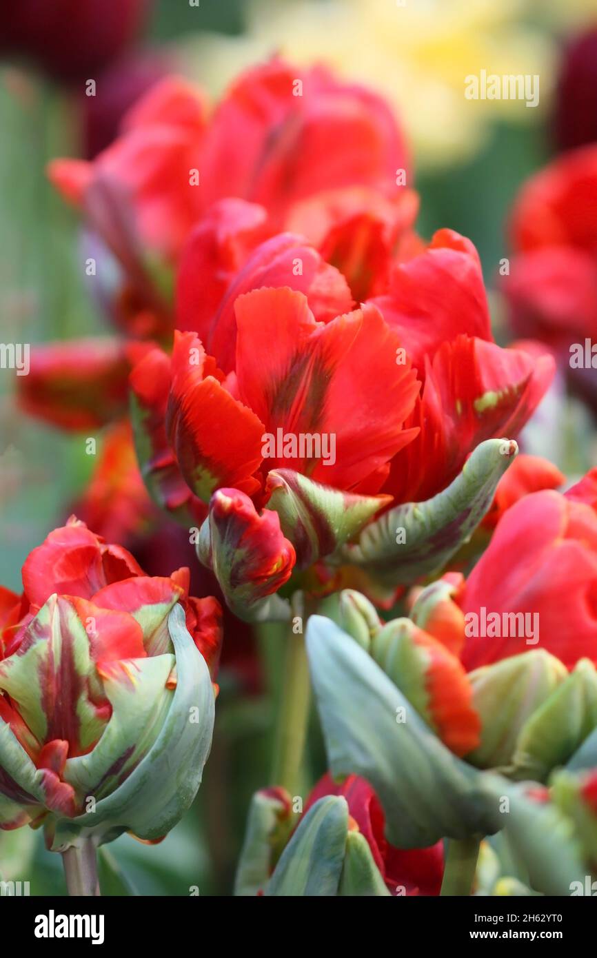 Tulips of a grade of "Rococo" a close up vertically on blurring a ...