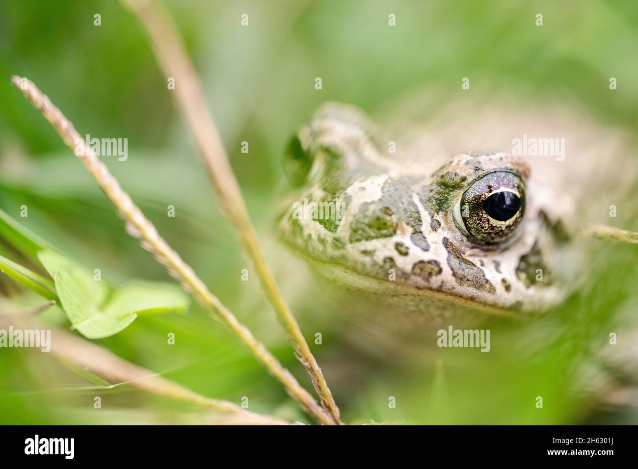 Nice green amphibian in nature habitat. Wild common toad Stock Photo ...