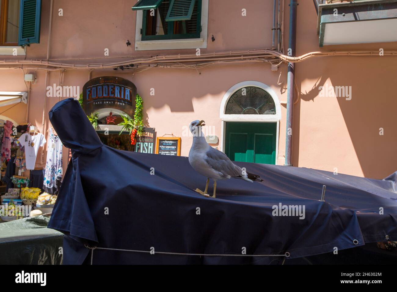 seagull looking strange on a covered boat Stock Photo - Alamy
