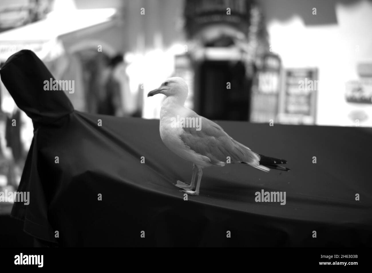 Covered boat hi-res stock photography and images - Alamy