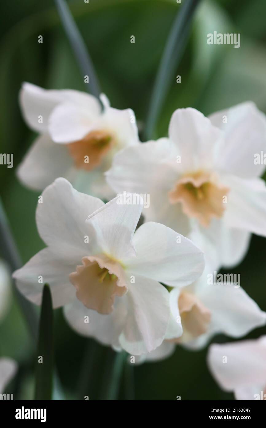 Narcissus White on color blurring a background a close up vertically ...
