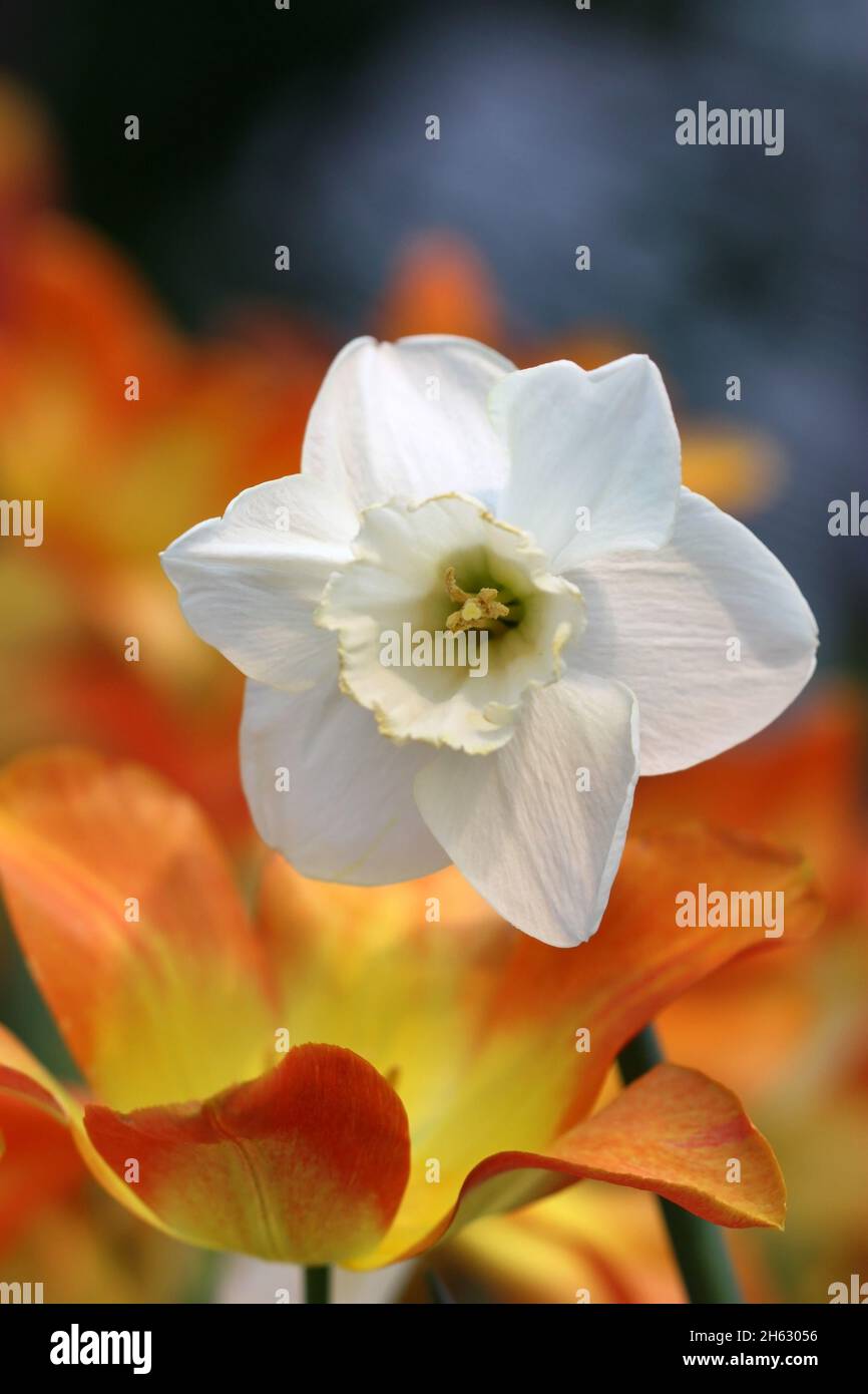 Narcissus White on color blurring a background a close up vertically ...