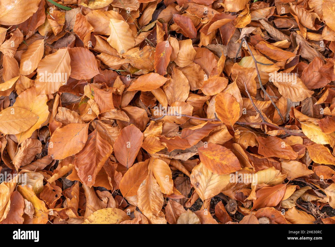 Autumn leafy background. Dry leaves on the ground. Copy space Stock ...