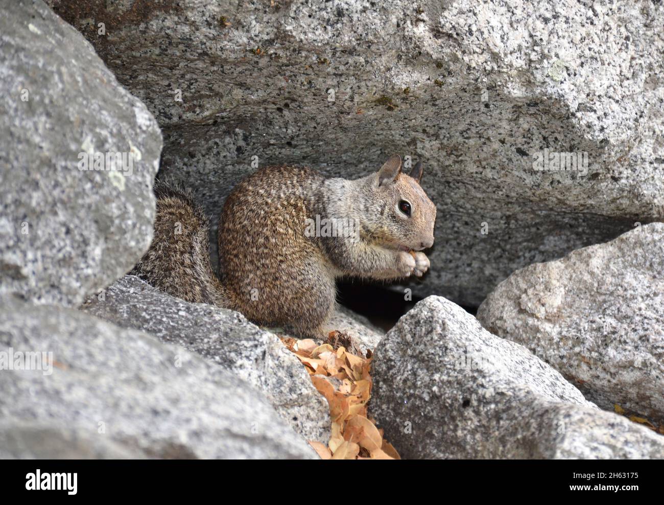 Squirrel eating nuts in the park Stock Photo - Alamy