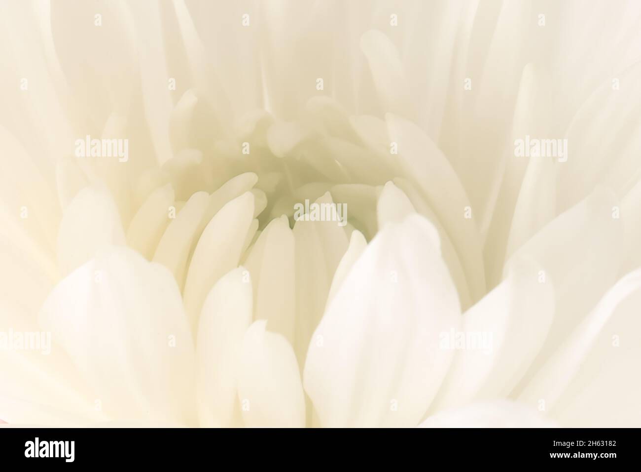 Floral core hi-res stock photography and images - Alamy