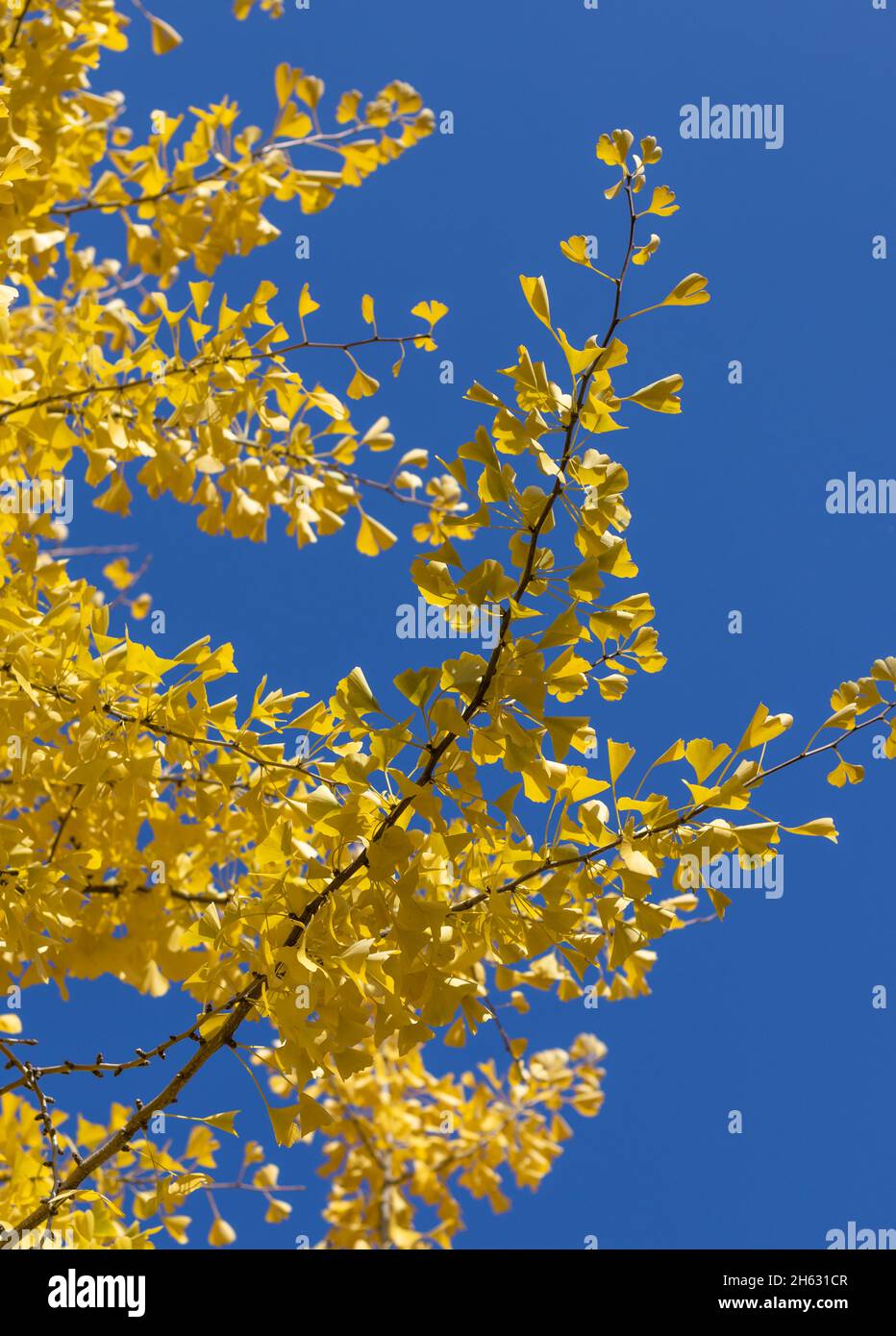 Ginko blue yellow hi-res stock photography and images - Alamy