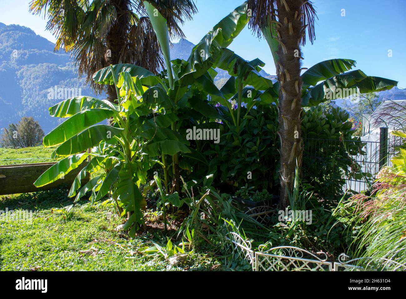 Swiss palm trees hi-res stock photography and images - Alamy