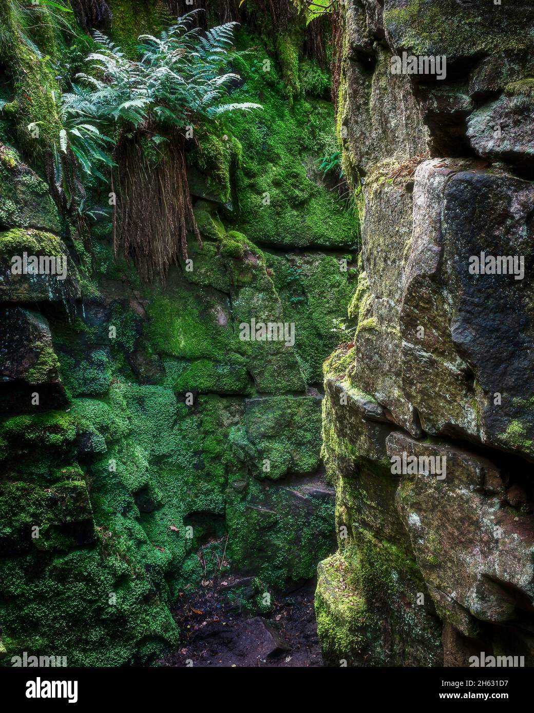 The Lud's Church.Misterious gorge with mossy rocks in Peak District ...