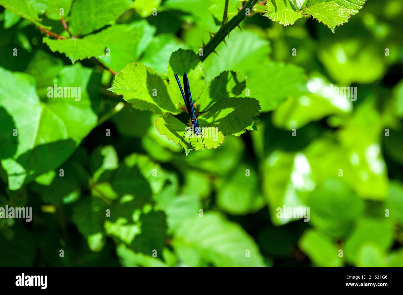 National flower of croatia hi-res stock photography and images - Alamy