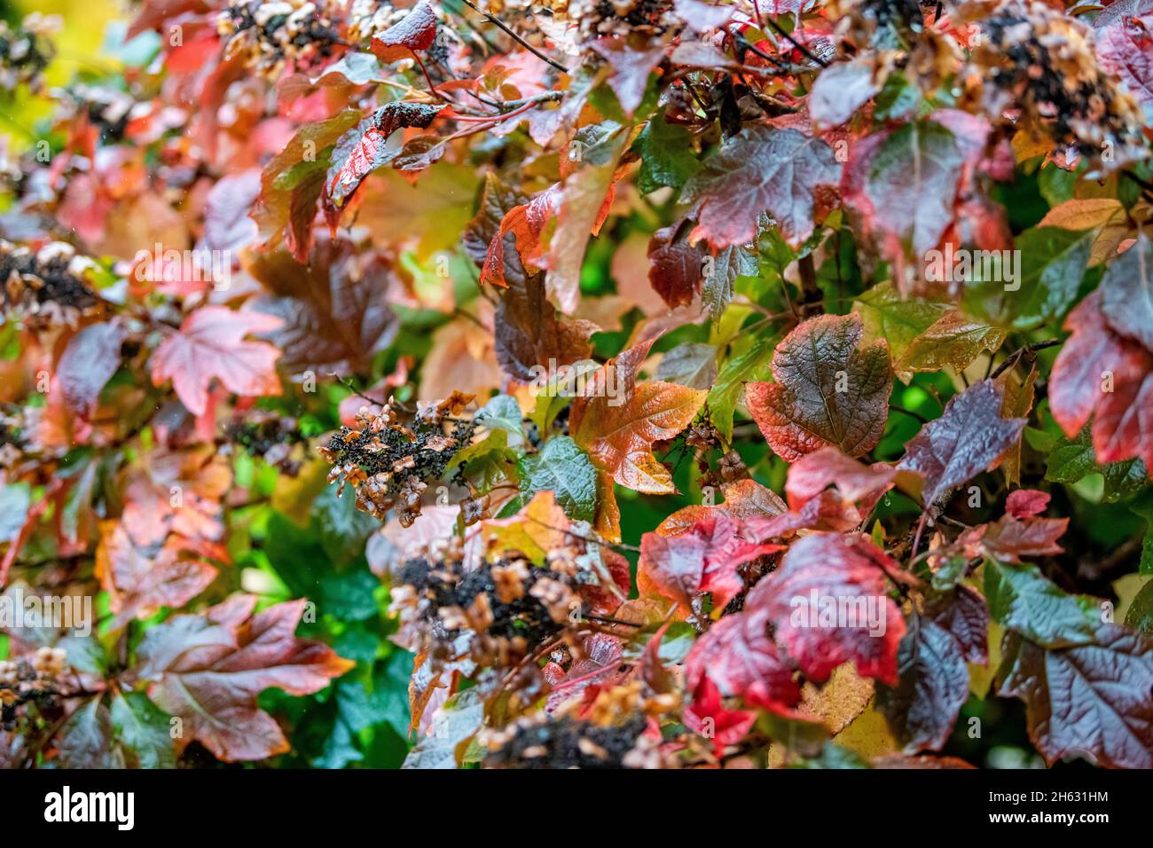 Fall Leaves on maple trees and bushes reach their autumnal peak near ...